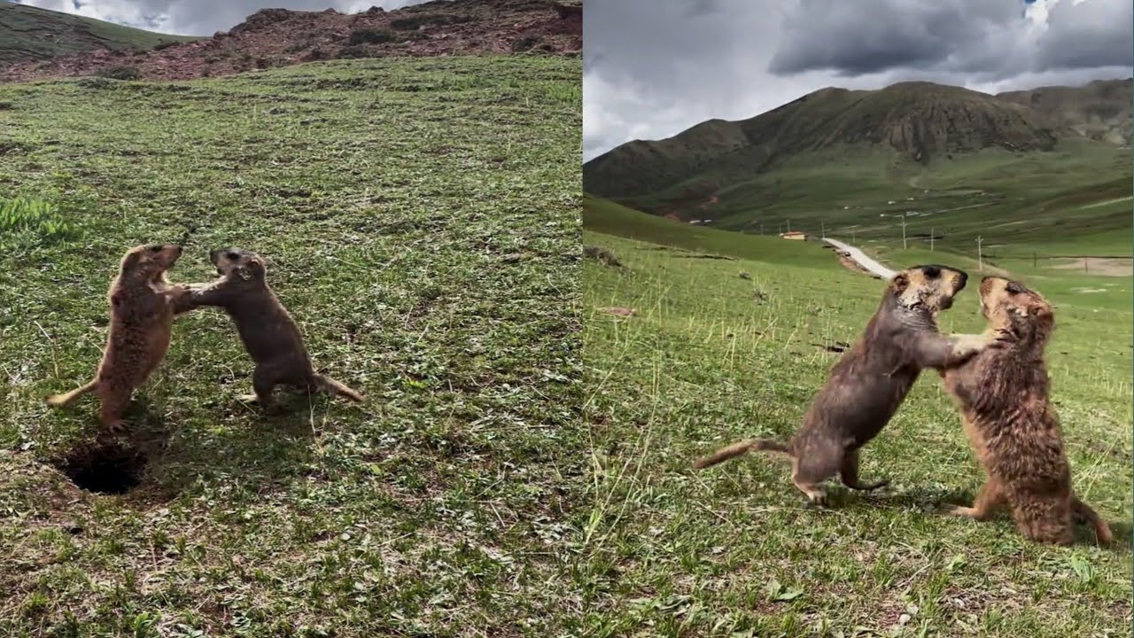 Tarbagan marmot Rodents VS Tarbagan marmot Rodents [ Shorts Video New ...