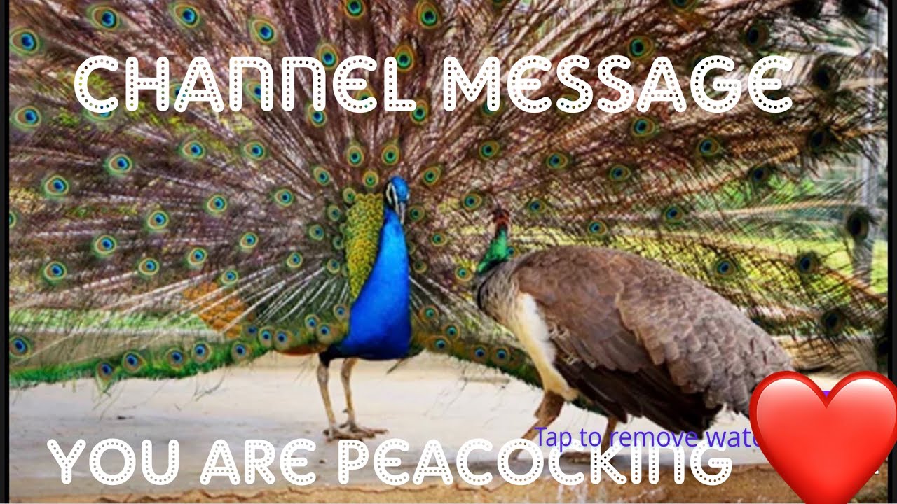 You are peacocking in the best possible way !! - YouTube