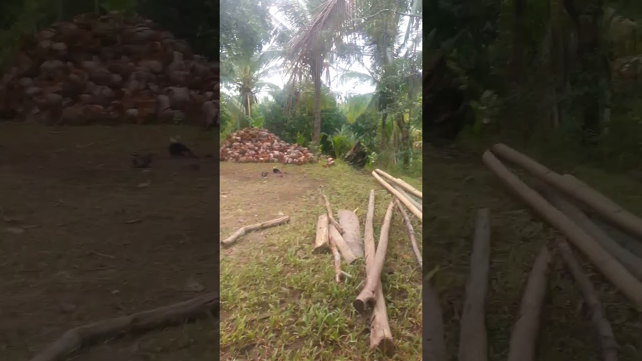 Copra farm - YouTube