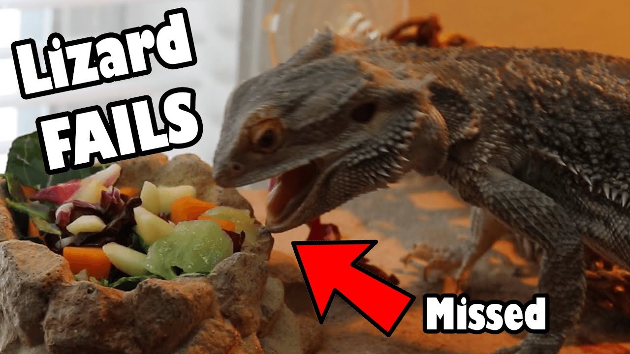 Lizard Fail Compilation - YouTube