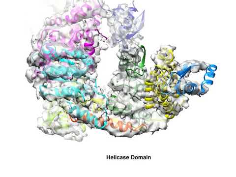 CryoEM structure of a Dicer complex - YouTube