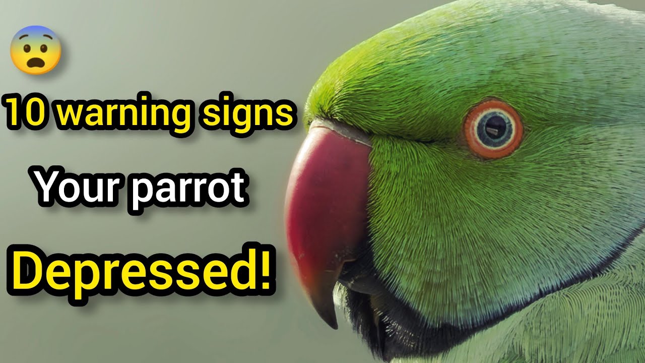 WARNING: 5 Signs Your Parrot Is Depressed! (MUST WATCH) - YouTube