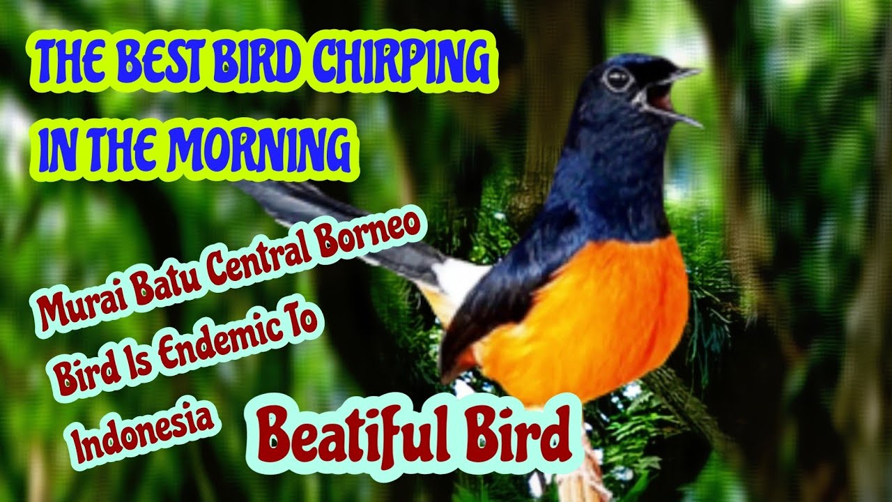 Birds chirping in the morning || Murai batu bird is endemic to ...