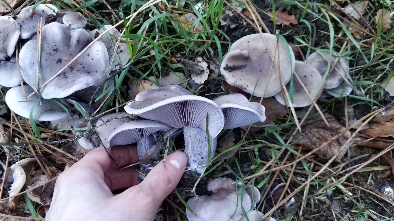 Pie azul. Una seta muy sabrosa y sencilla de identificar. Lepista nuda ...