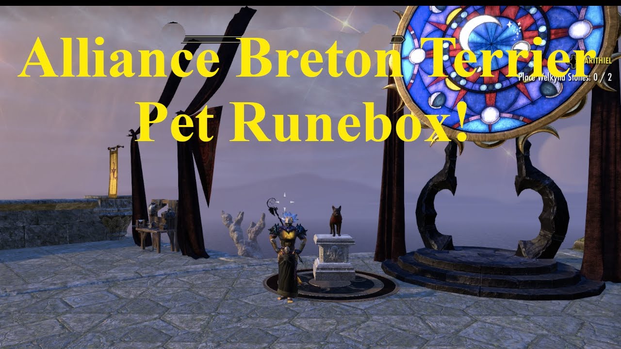 ESO Alliance Breton Terrier Pet Runbox! - YouTube