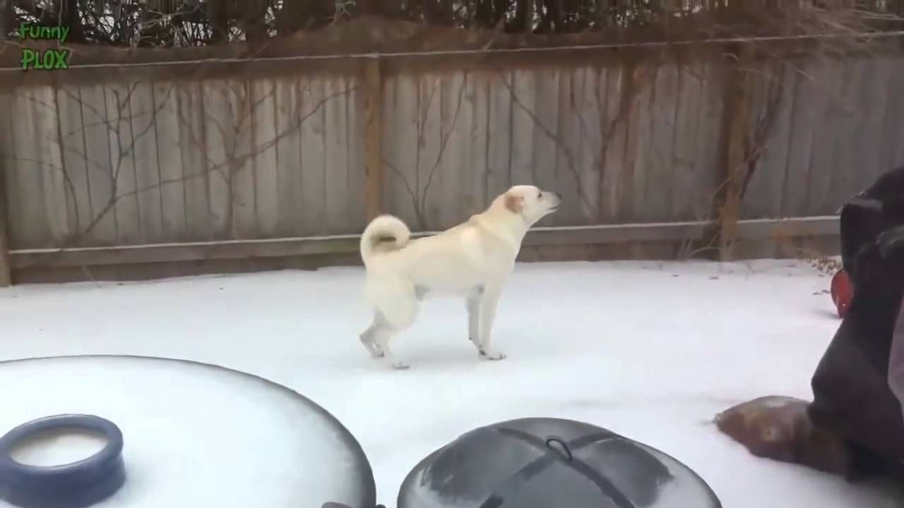 Funny Animals Slipping on Ice Compilation 2015 NEW HD - YouTube