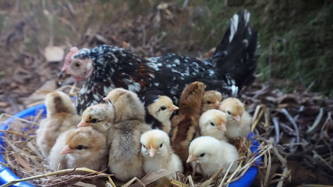 Brooding Hen Hatching chicks outside My home || Natural Egg Hatching ...