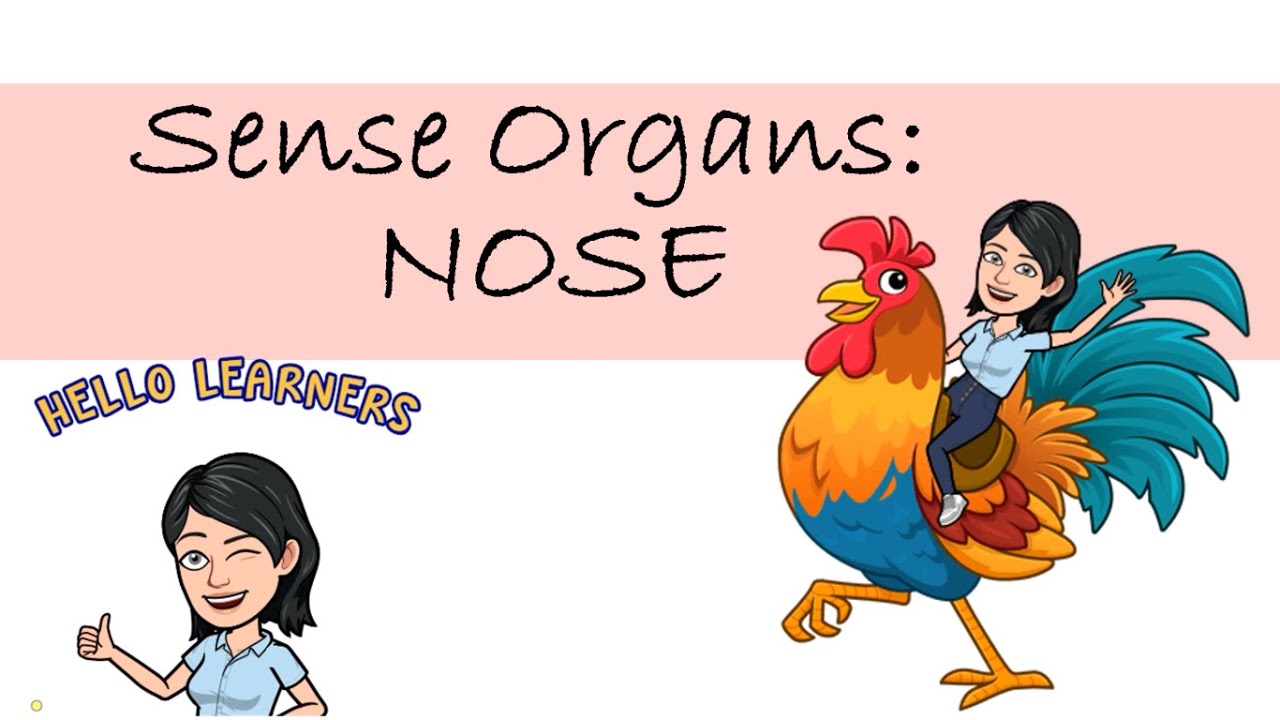 Science Lesson: Sense Organs//Nose - YouTube