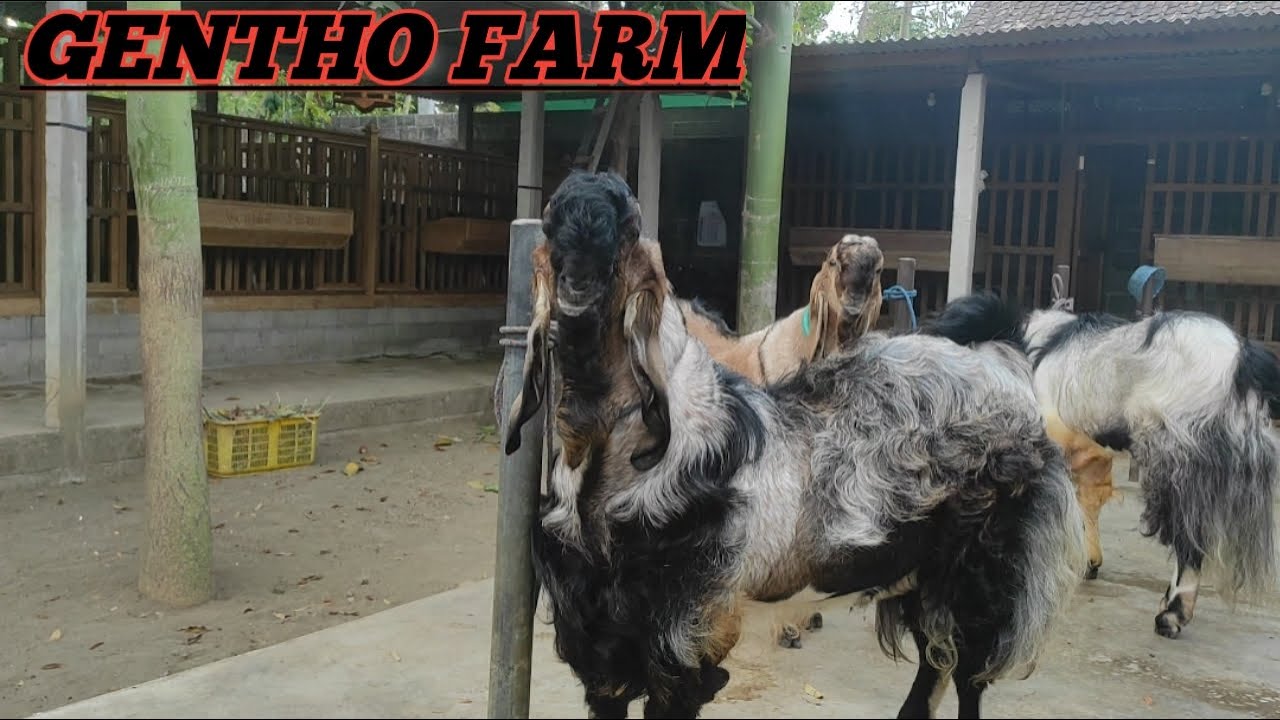 SPECIAL REQUES GENTHO FARM, KAMBING JRABANG TULUNGAGUNG ...