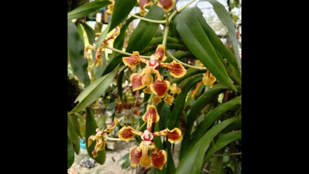 Vanda arcuata dan cara menanam dan penjagaan, - YouTube