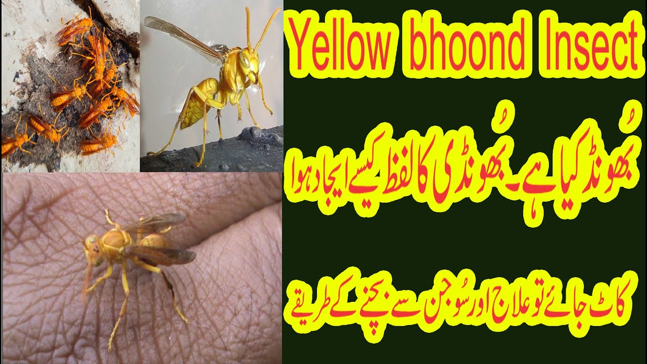 Bhood/Insect/insects names/insects definition/insects characteristics ...