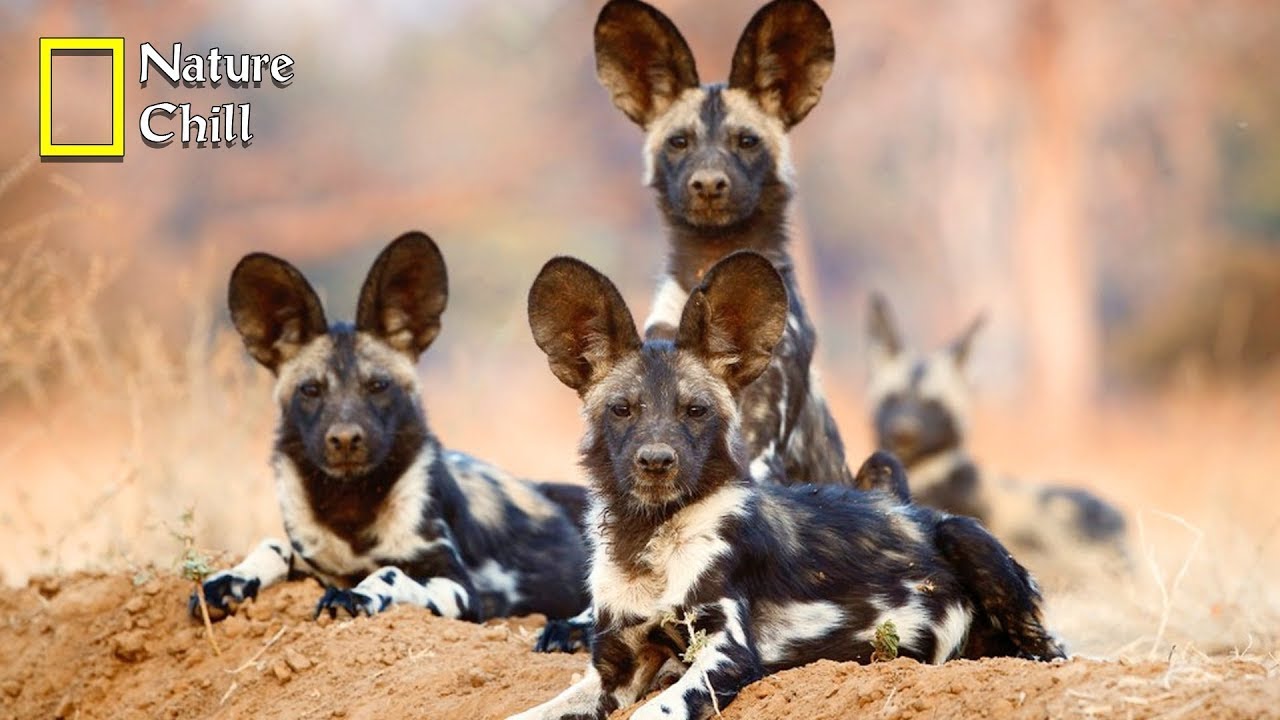 Wild DOG - Savannah Life Wild Africa | National Geographic Documentary ...