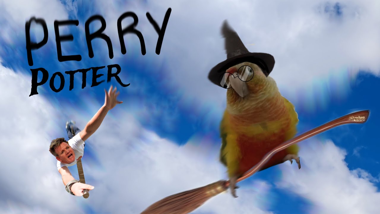 PERRY POTTER! - a movie with my parrot - YouTube