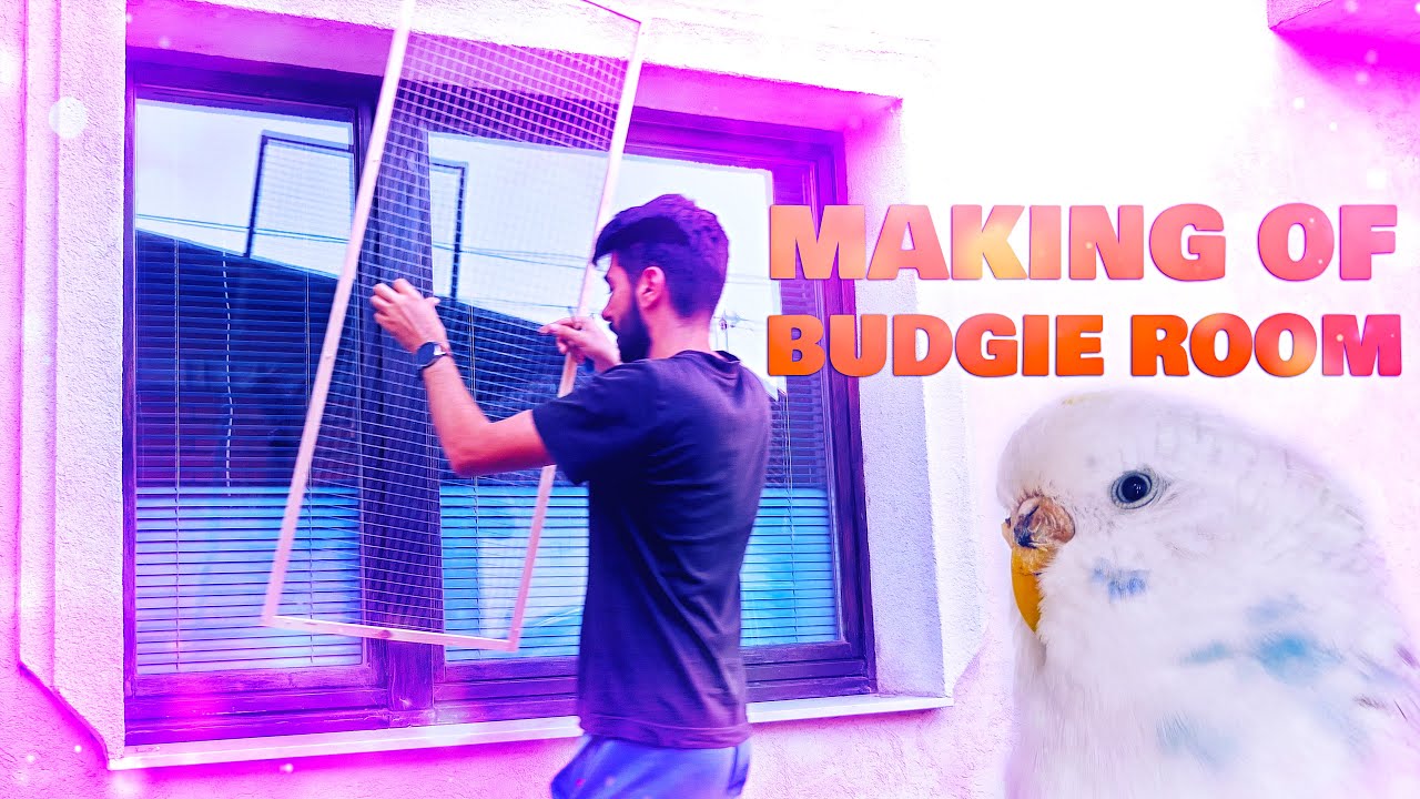 How to Turn Your Room Into Budgie Room - YouTube
