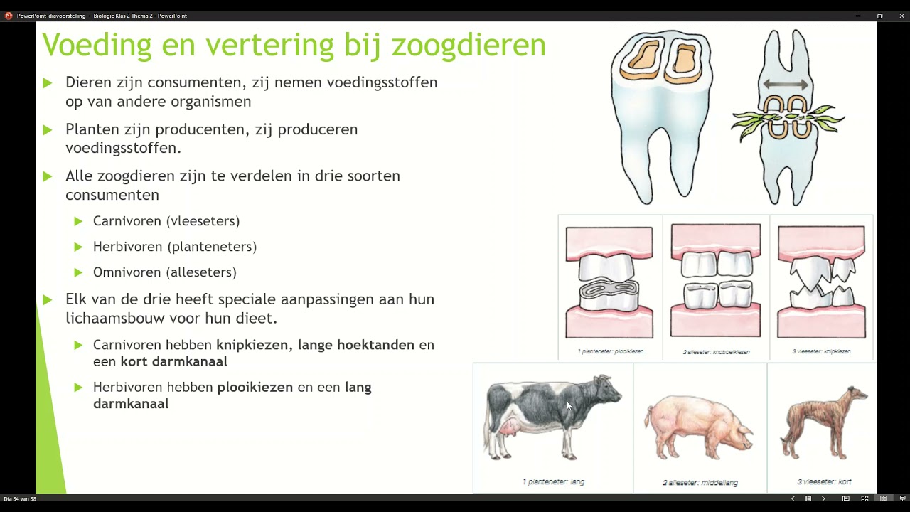 Vwo 2 Thema 2 Voeding & Vertering Basisstof 6 Voeding en vertering bij ...