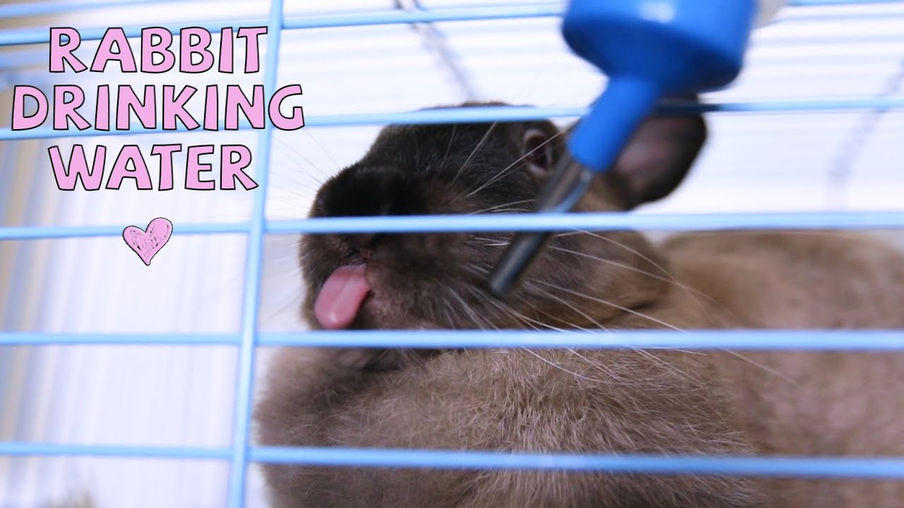 Sweet Siamese Bunny Drinking Water So Cute! - YouTube