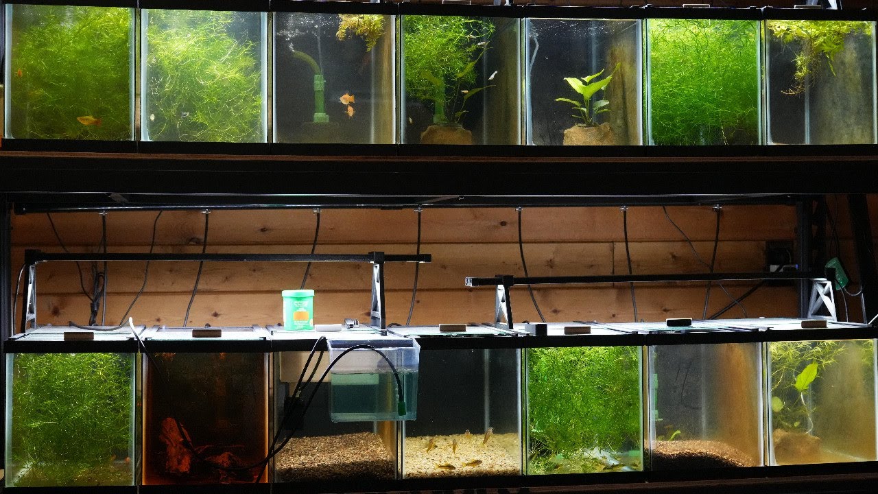 🔥 My 10-Gallon Aquarium Rack Setup & More! | Fish Room Tour - YouTube