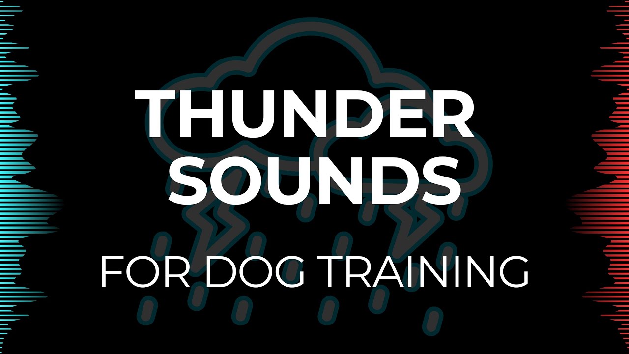 Thunderstorm Sounds for Dogs | Calm Anxiety & Desensitization Training ...