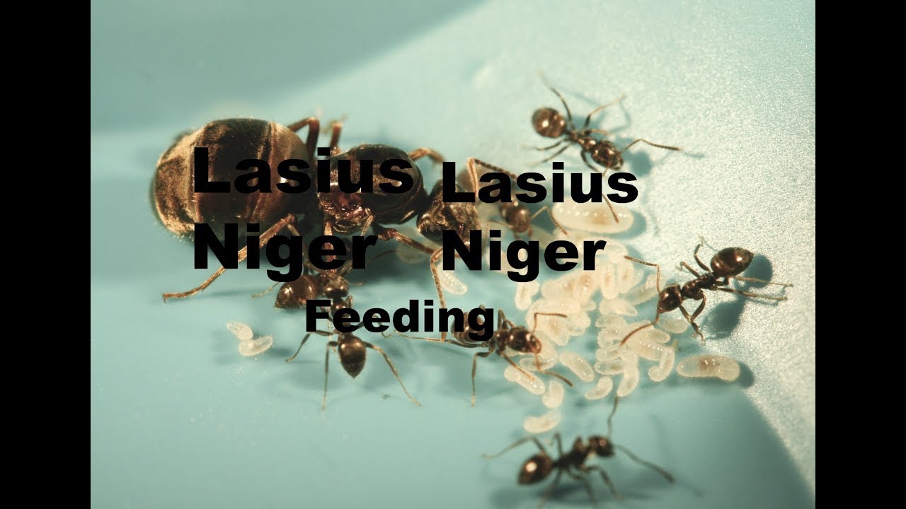 Lasius Niger colony - YouTube