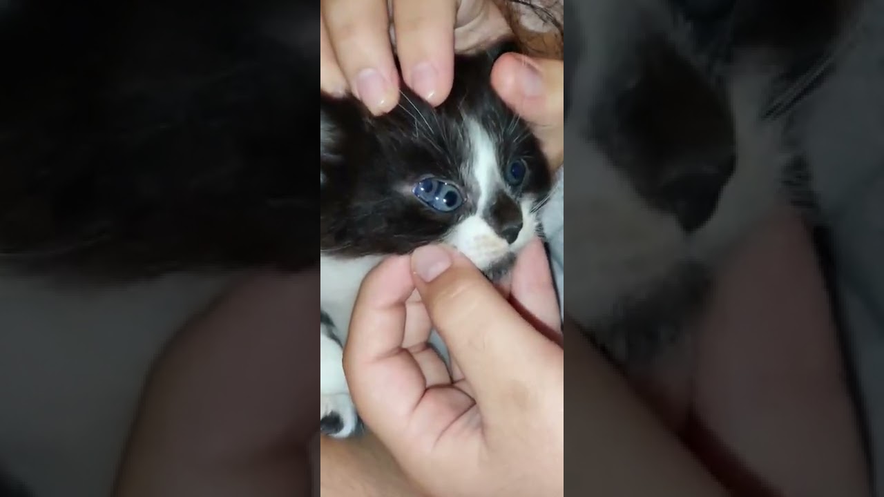 Real Cat With 3 Eyes