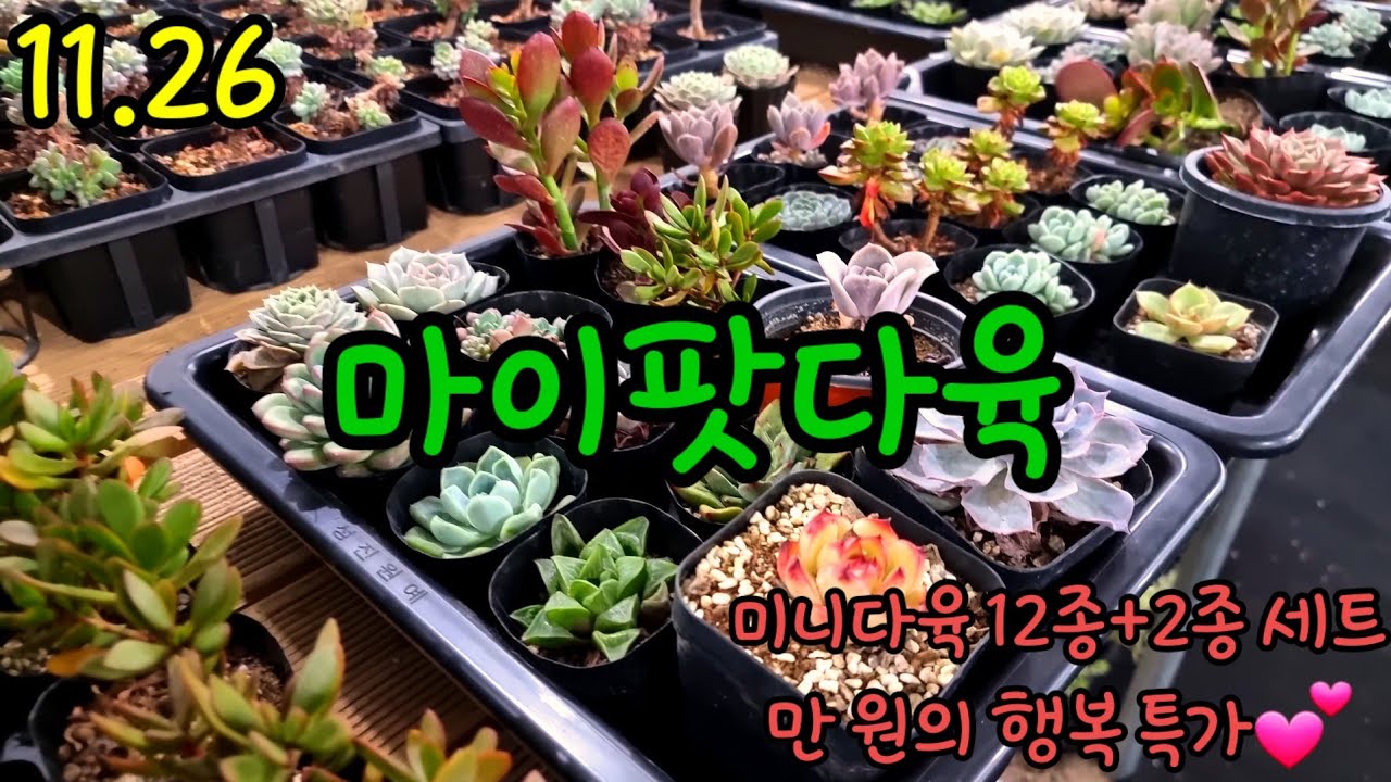 1126 만원의 행복💕 미니다육 한 판 세트입니다 ️ 마이팟다육 음성다육 다육소개 다육농장 다육판매 미니다육