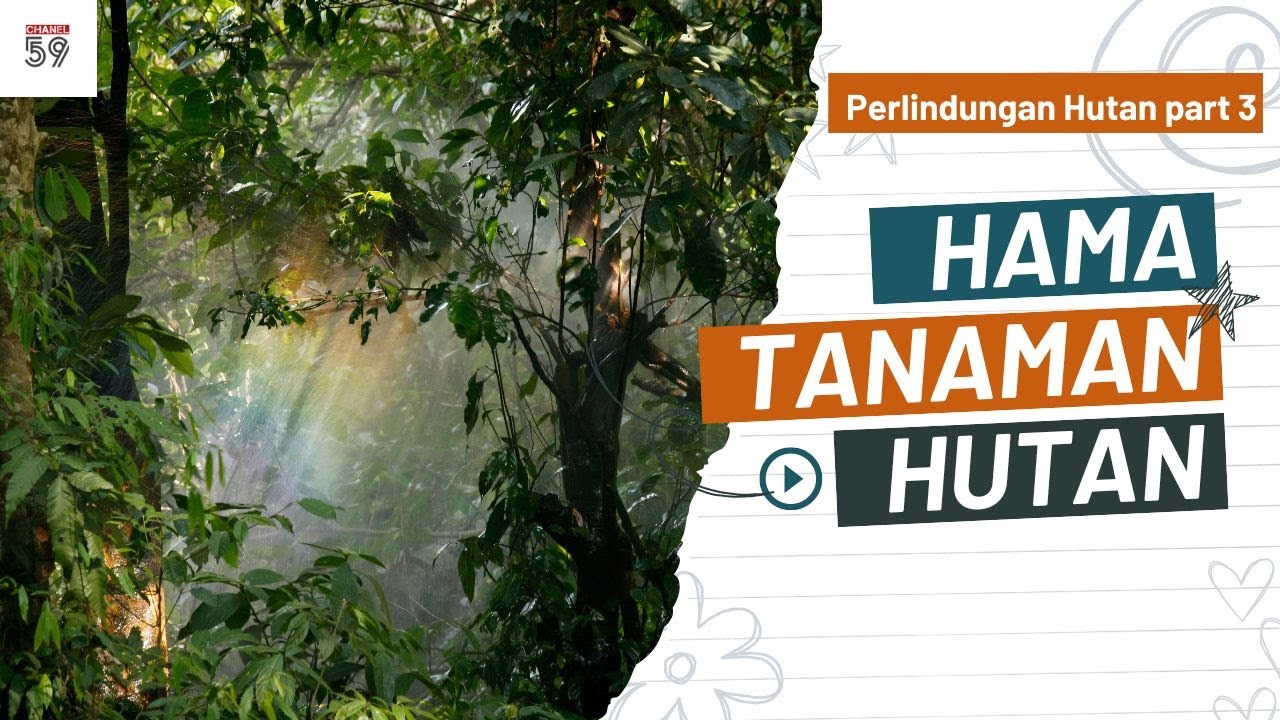 HAMA TANAMAN HUTAN -Perlindungan Hutan part 3- - YouTube