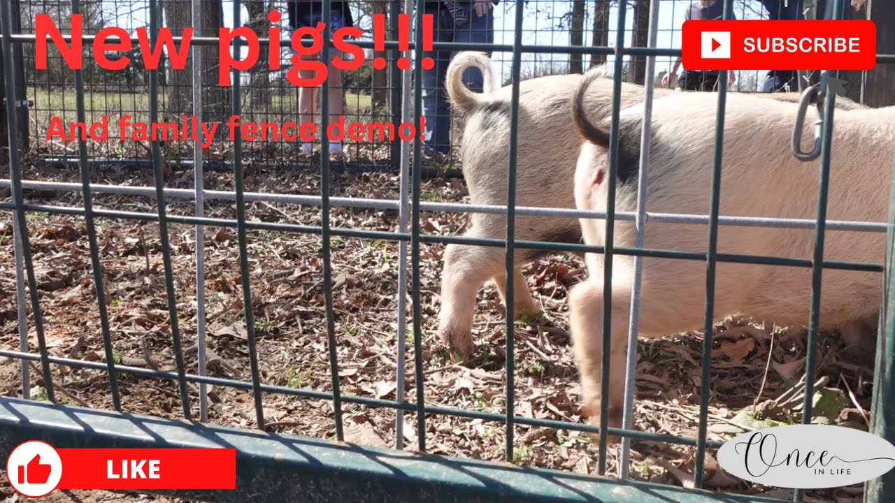 NEW PIGS!!! And fence demo - YouTube