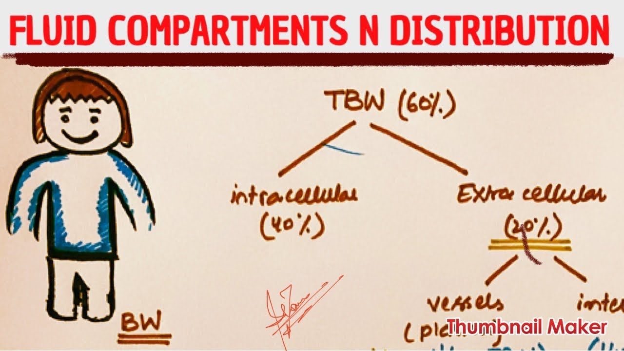 Fluid compartments and distribution | MEDICINE with DR SHAMAMA - YouTube