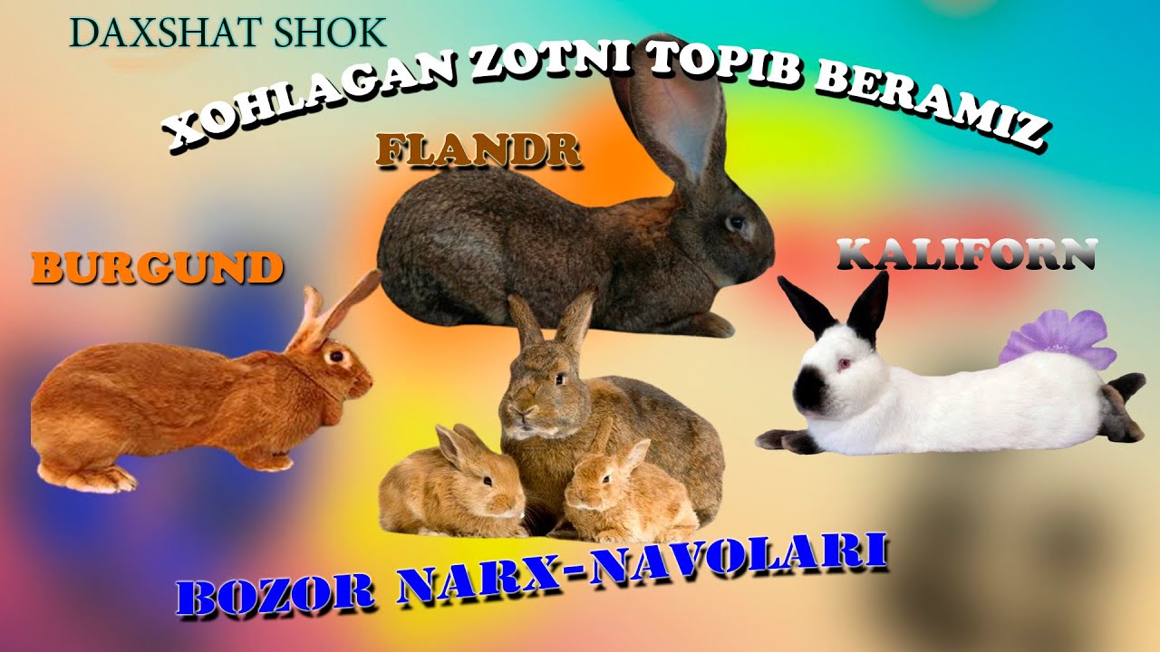 UZB ENG KATTA BOZORI QORAQAMISH BOZORI // QUYONLAR NARXLARI // FLANDR ...