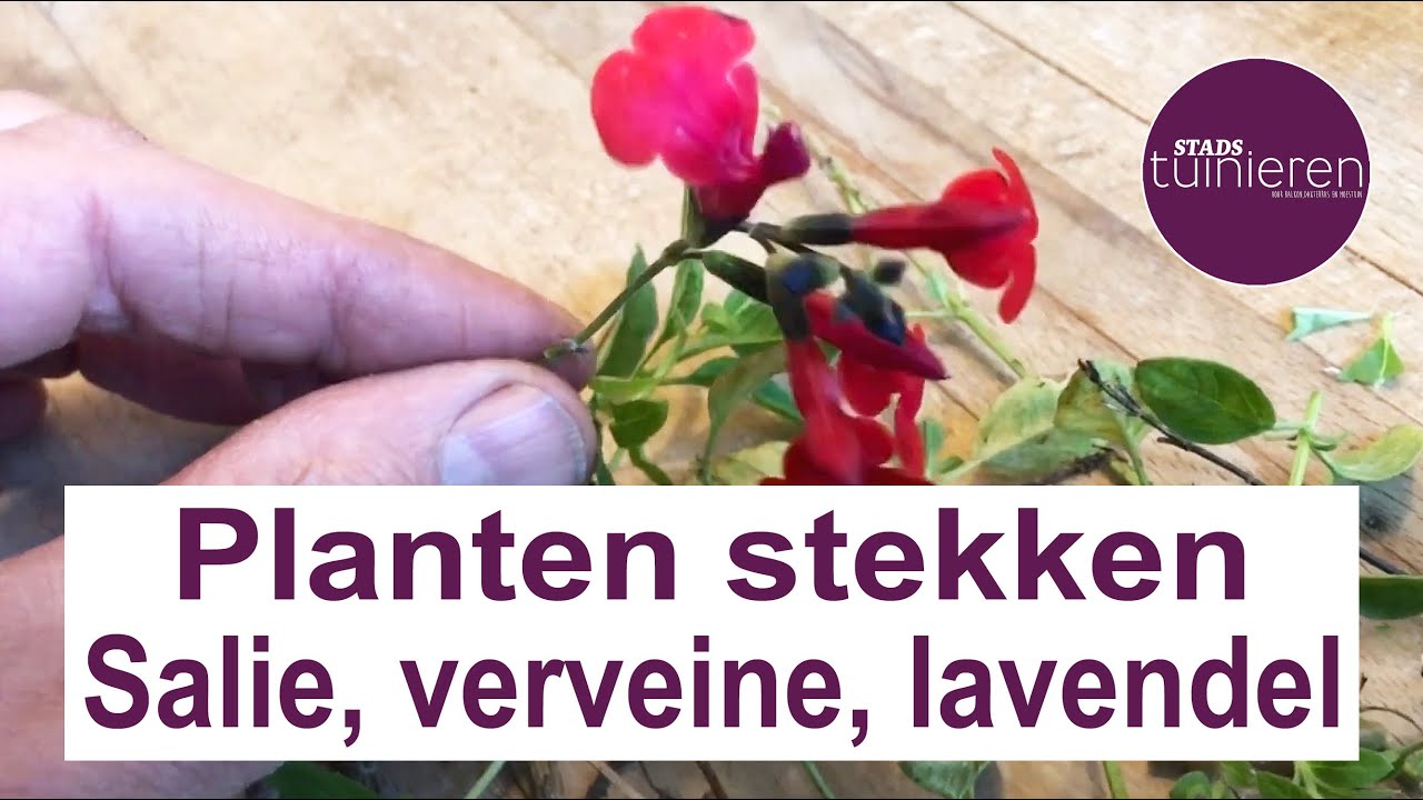 Stadstuinieren - Planten stekken - Salie, verveine en lavendel # ...