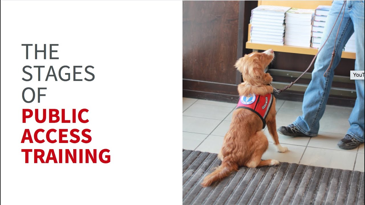 The stages of public access training and how to know when your SDiT is ...