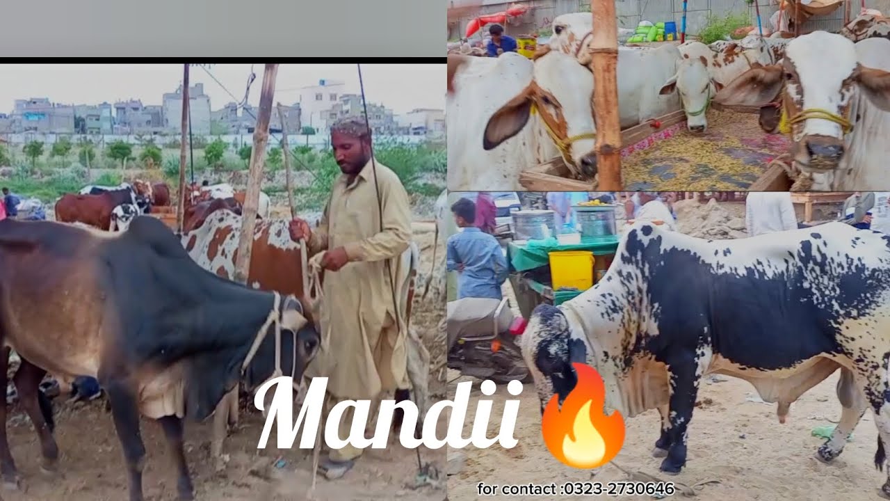 MANDI GIR GYII? 😮🤔 Vlog no 09 #dailyvlog #cow #mandi - YouTube