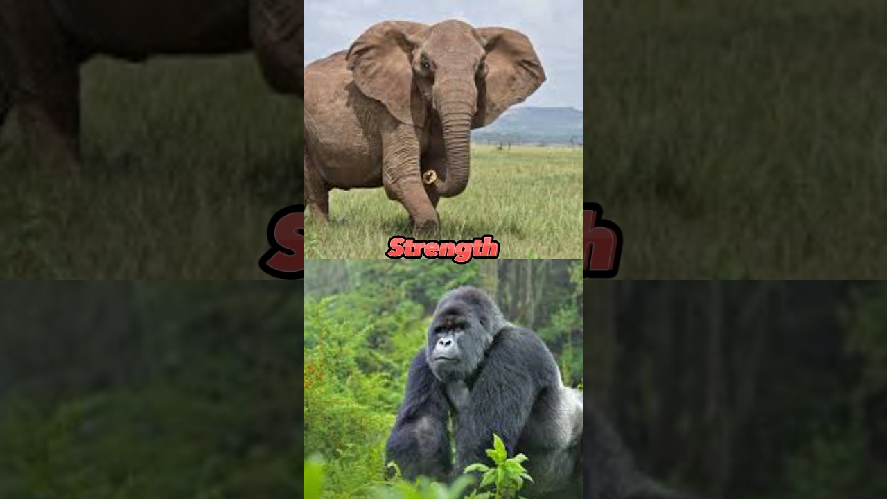 Elephant vs Gorilla - YouTube