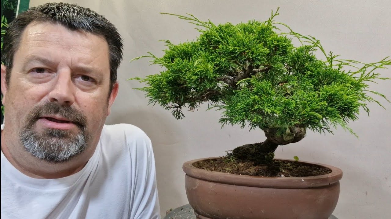 Pruning an itagawa juniper - YouTube