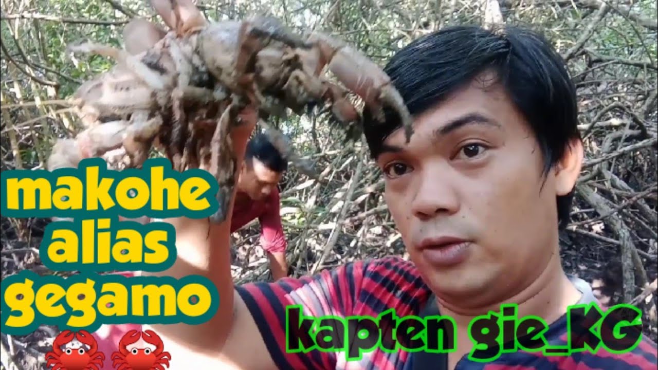 Tutorial mencari makohe 👍🤗🤗 - YouTube