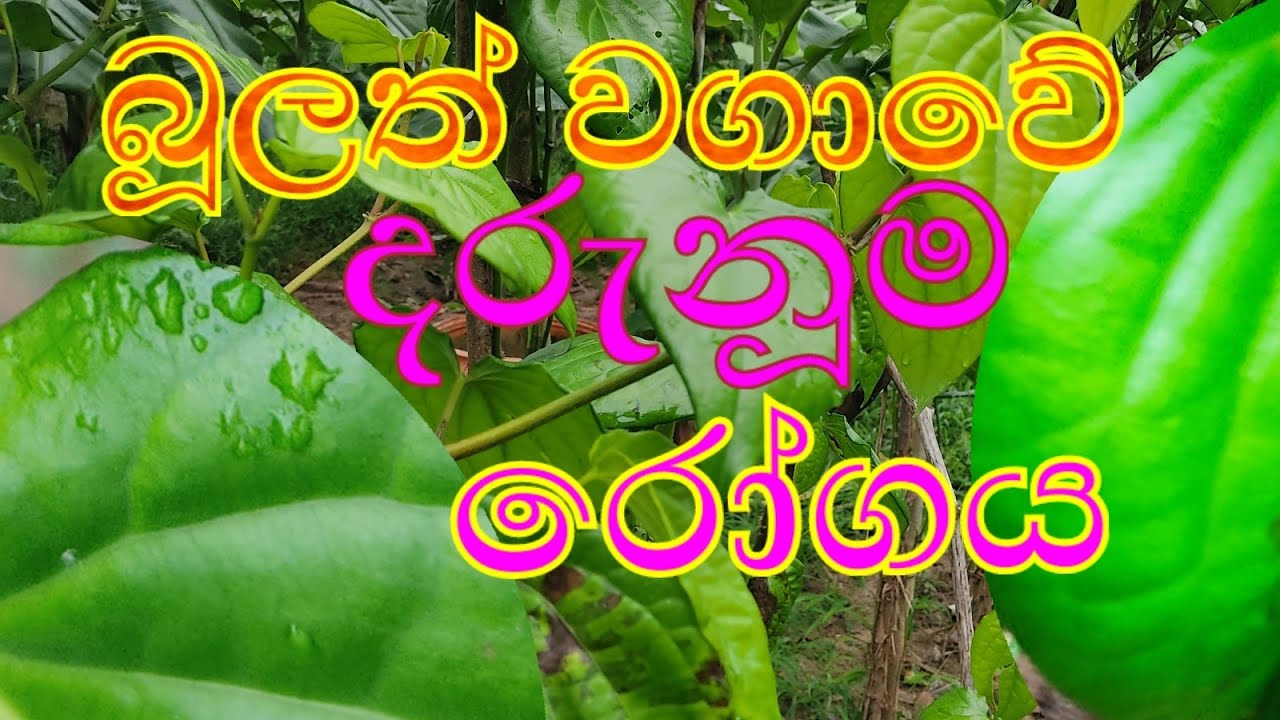 #ikmanwaga බූලත් වගාව රෝග/bulath wagawa roga sinhala ඉක්මන්වගා - YouTube