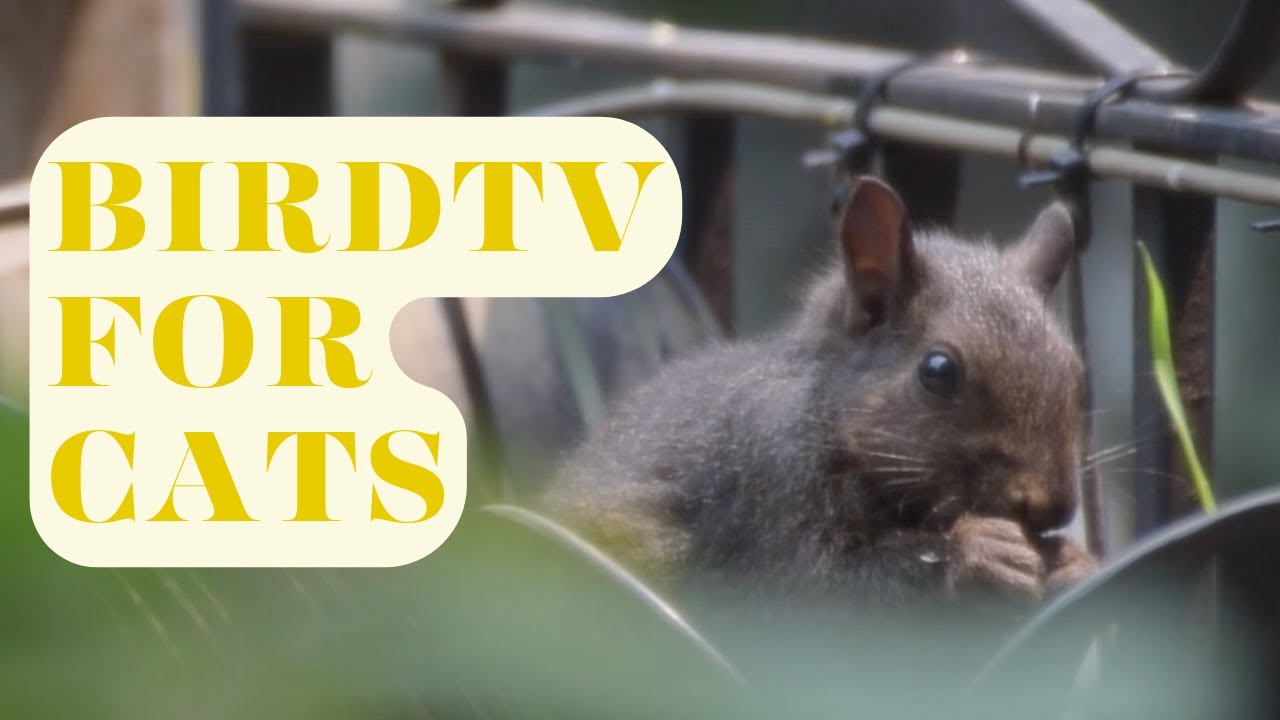 CAT TV - BIRDS & SQUIRRELS ON A LEDGE | 3HRS of Bird Videos for Cats # ...