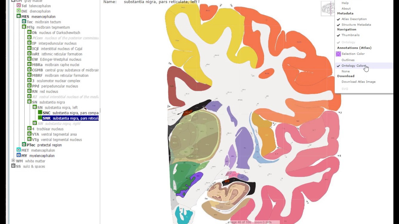 Allen Human Brain Gene ISH guide - YouTube