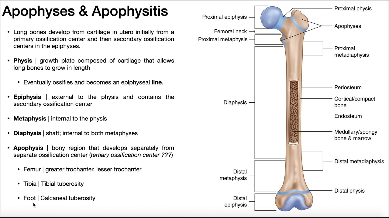 Apophyses of Long Bones, Osgood-Schlatter Syndrome, & Sever’s Disease ...