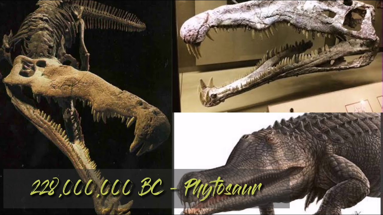 A Short Documentary of Evolution Of Crocodiles 🐊 - YouTube