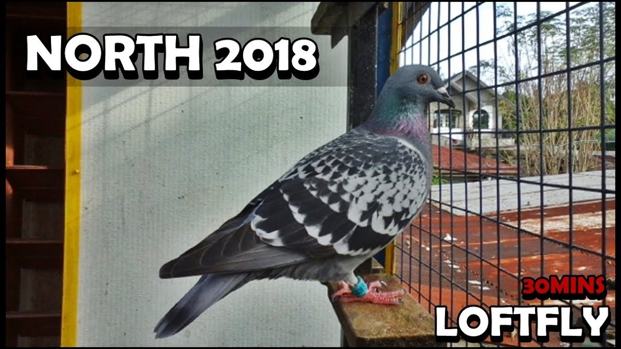 NORTH 2018 30MINS LOFTFLY RACING PIGEON - YouTube