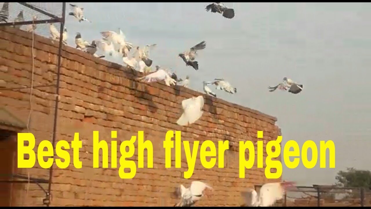 Best kabutar in pakistan - YouTube