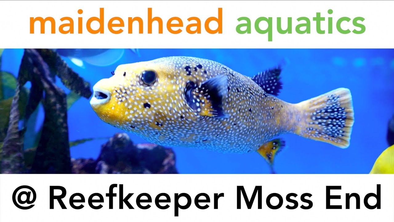 Maidenhead Aquatics @ Reefkeeper Moss End - YouTube
