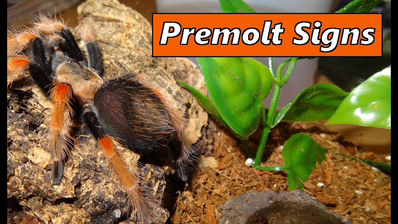 Signs your Tarantula is in premolt! - YouTube