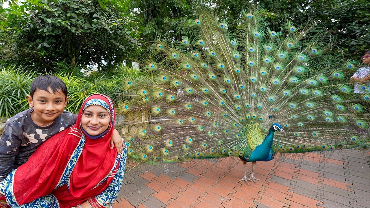 জীবনে আমাদের সাথে এমন হয়নি (চোখকে বিশ্বাস করা কঠিন) Kuala Lumpur Bird ...