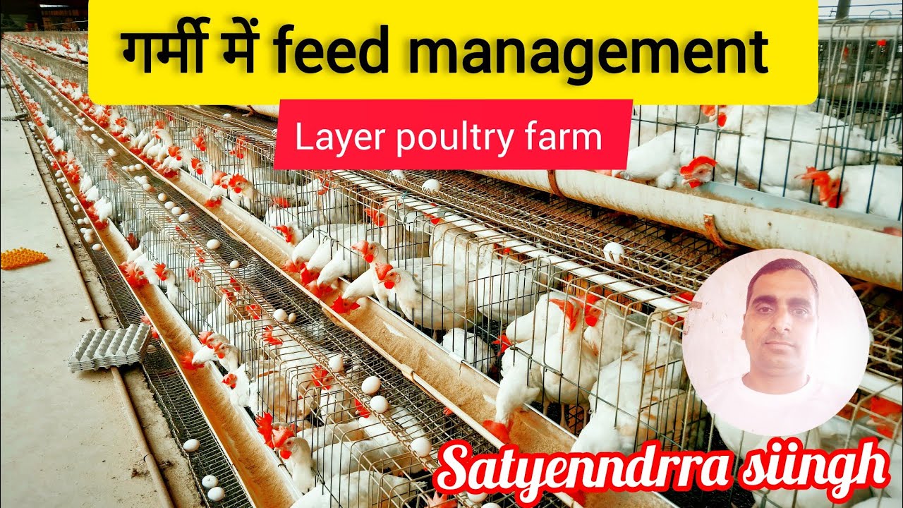 गर्मी में मुर्गी फार्म का feed management कैसा होना चाहिए#layer bird # ...