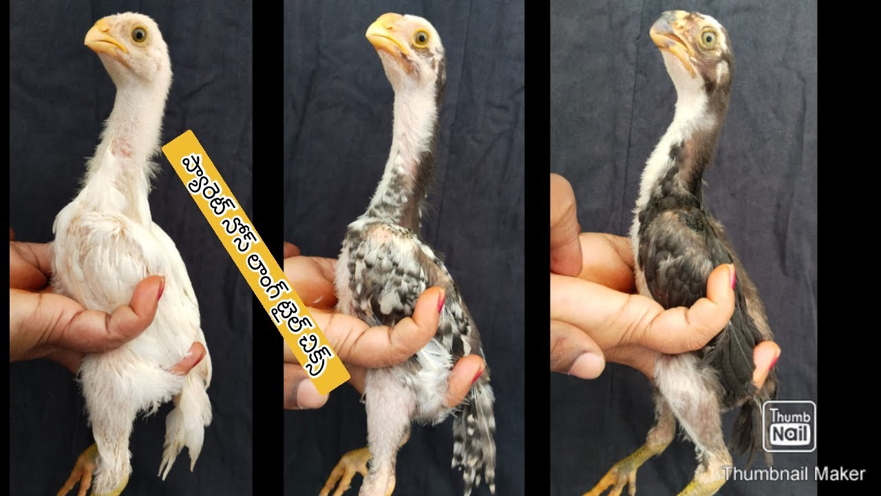 Parrot Beak Long Tail Chicks | 8639717935 | Parrot Nose Chicks | Rythu ...