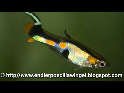 🔴 Endler Poecilia Wingei Top Yellow Sword 2004/ #endlers #acuario # ...