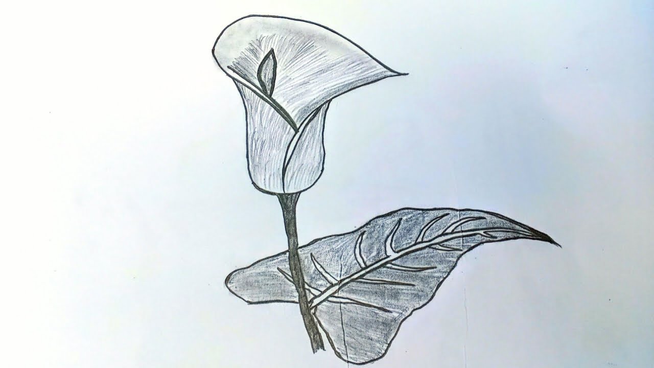 How To Draw A Datura Flower (ধুতুরা ফুল) || Pencil Sketch Drawing For ...