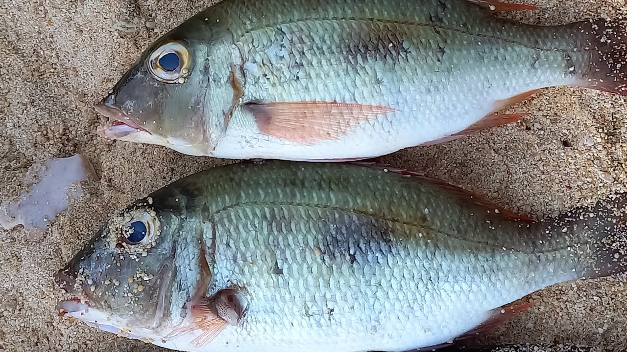 shore casting || sea fishing 2023 - YouTube